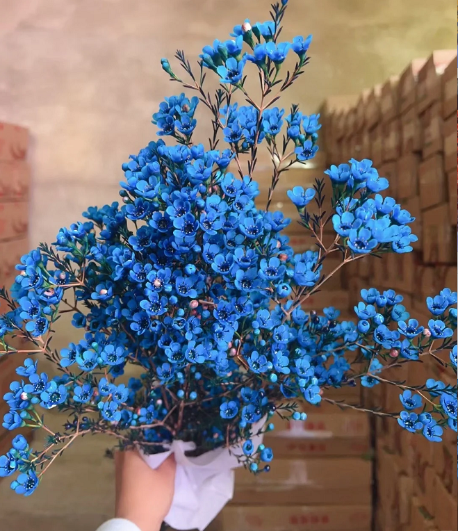 Australian Wintersweet Seeds