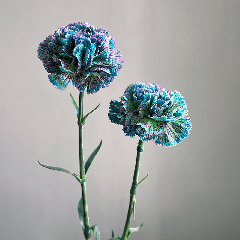 Rare Magic Turquoise Carnation Seeds