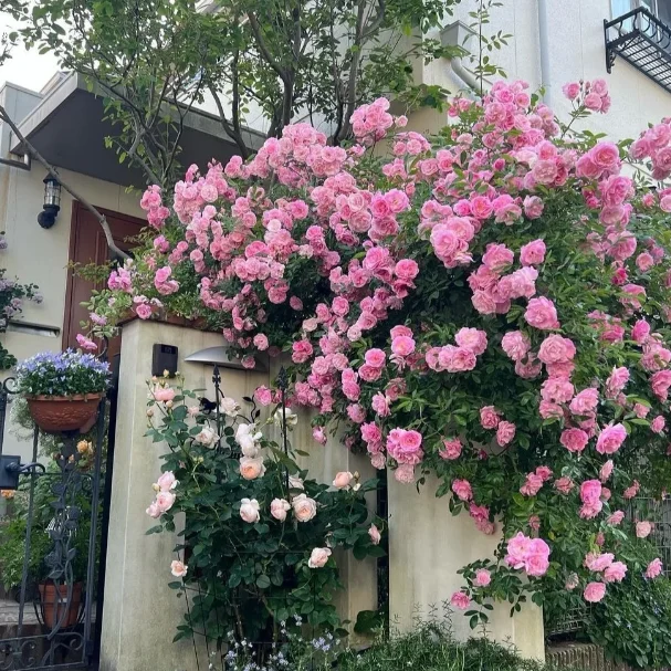 🌹 Climbing Roses — Full-Size Roses That Rise