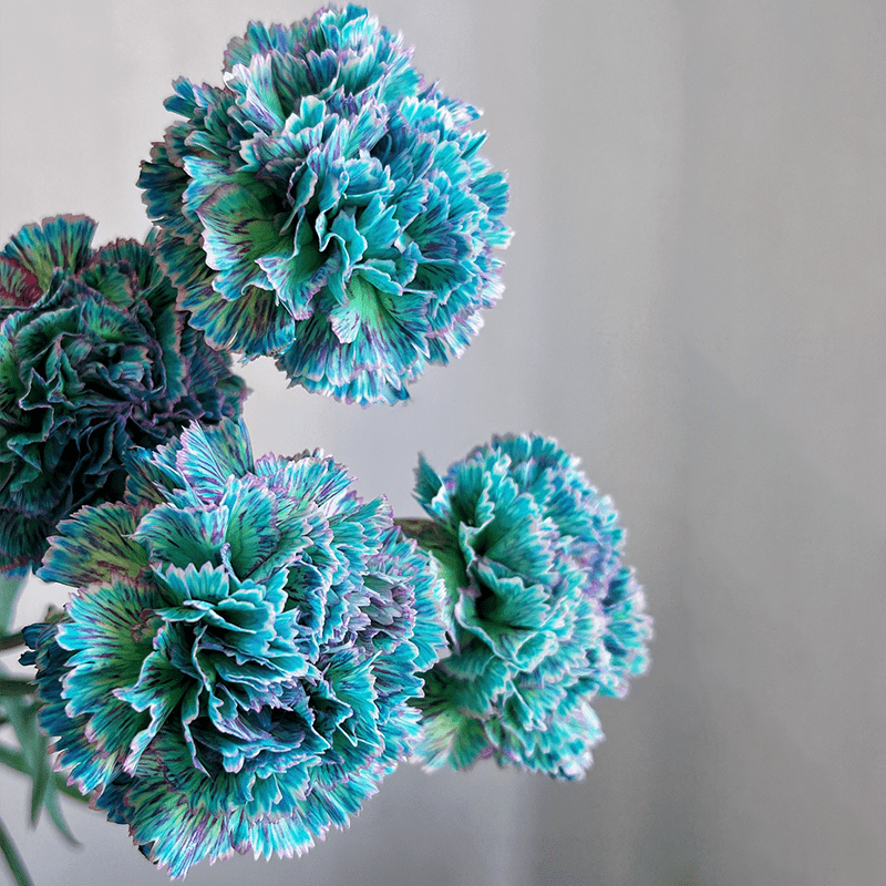 Rare Magic Turquoise Carnation Seeds