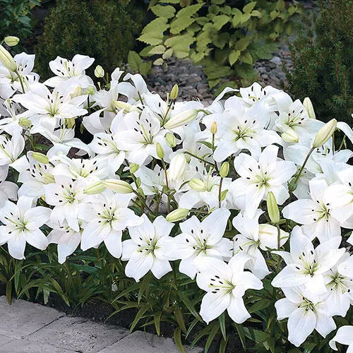 Carpet Border Lily