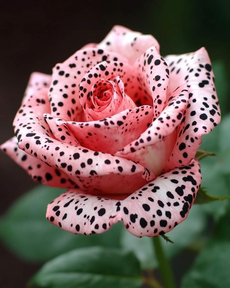 🌹 Spotted Rose Seeds