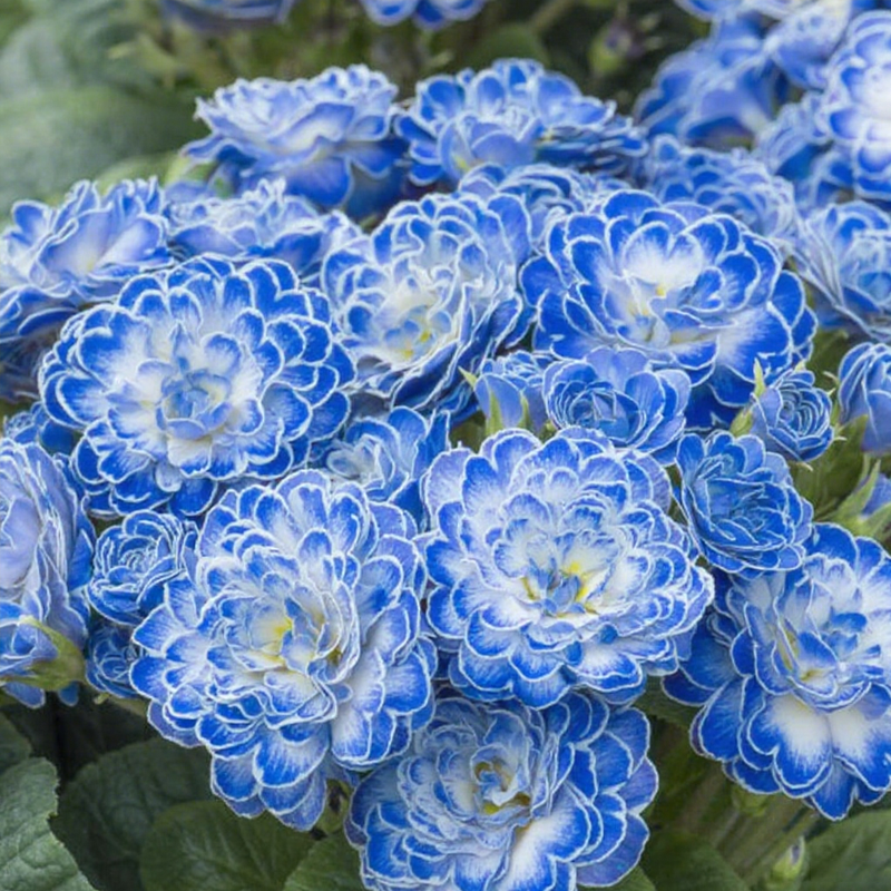 Double Primrose Flower Seeds – 6 Vibrant Colors