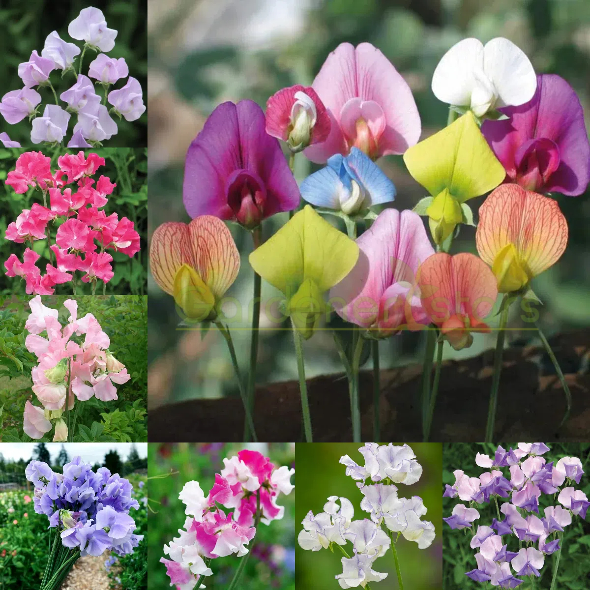 💐Multi-colored Sweet Pea Seeds