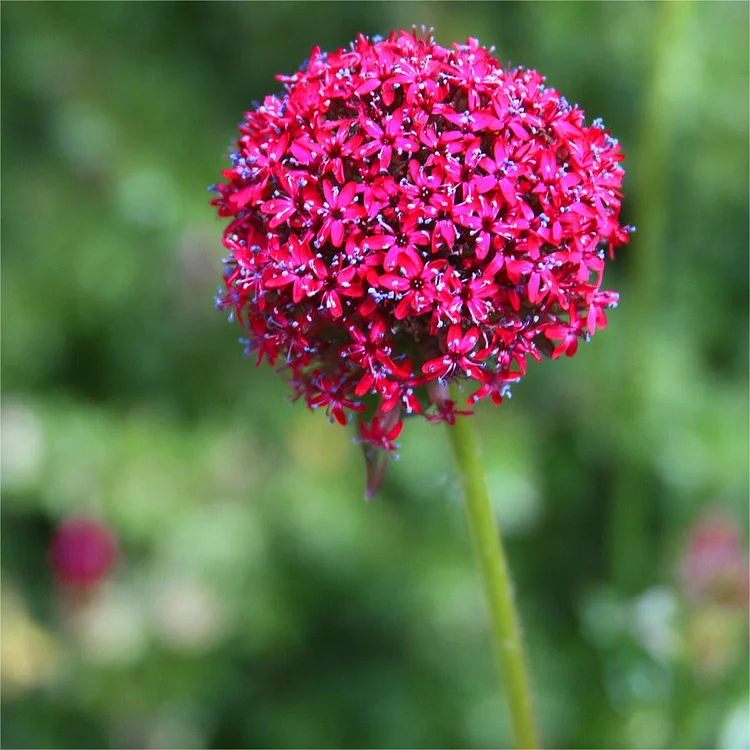 Silene asterias "Cherry Drumsticks"