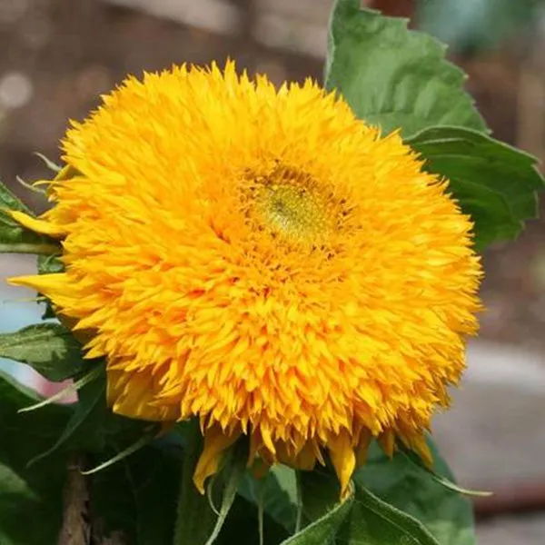 100 Seeds Teddy Bear Sunflower