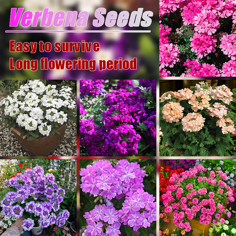 Potted flower seeds-Verbena seeds Four seasons sowing landscape flower ...