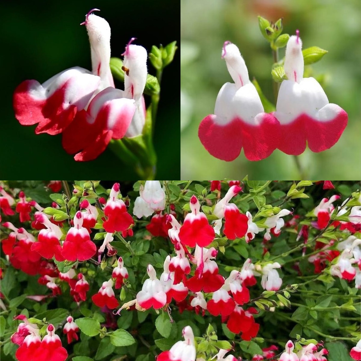 Flamingo Flower - Cherry Lips Salvia "Hot Lips"