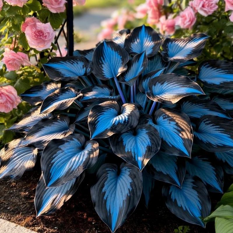Colorful Hosta — Hardy, Effortless, and Bursting with Color