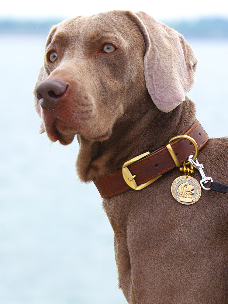 Custom Engraved Pet Anti-Loss Tag Dog Collar