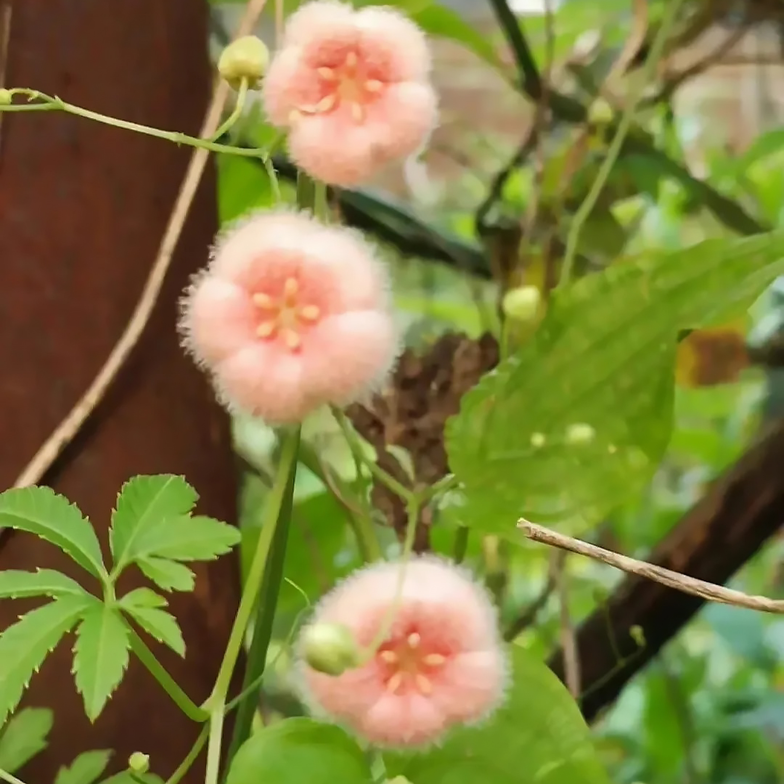 Hemsleya Chinensis Seeds