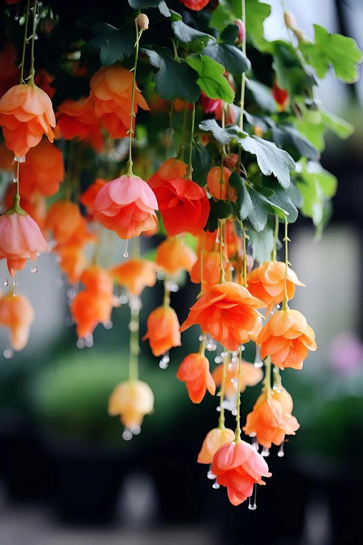 Weeping Begonia – A Cascading Floral Beauty 🌸