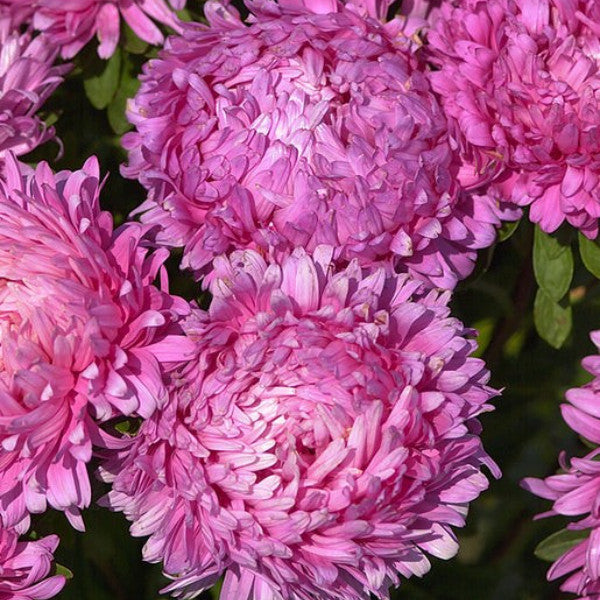 Purple Dragon Aster 50 Seeds