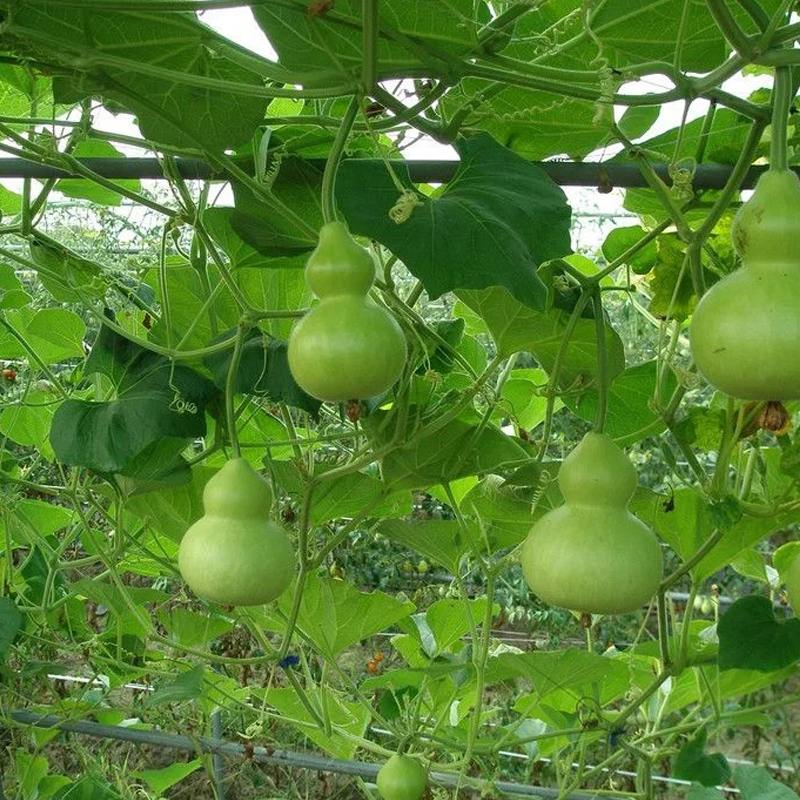 Small gourd seeds