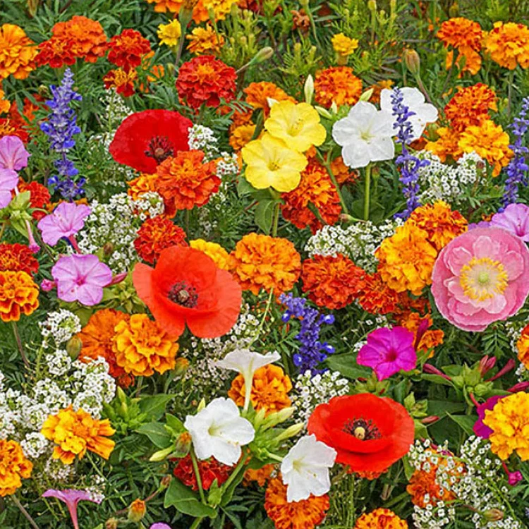 Mixed Perennial Flowers Seeds-Over 60 kinds mixed