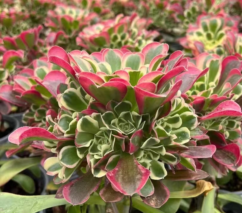 Aeonium