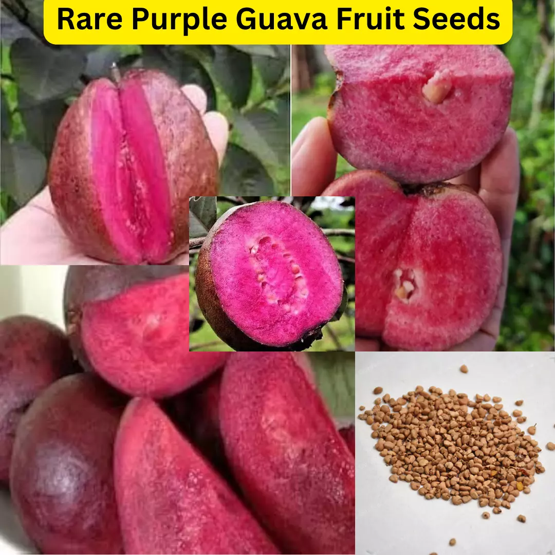 Purple Guava Fruit Rare Fruit Non Gmo