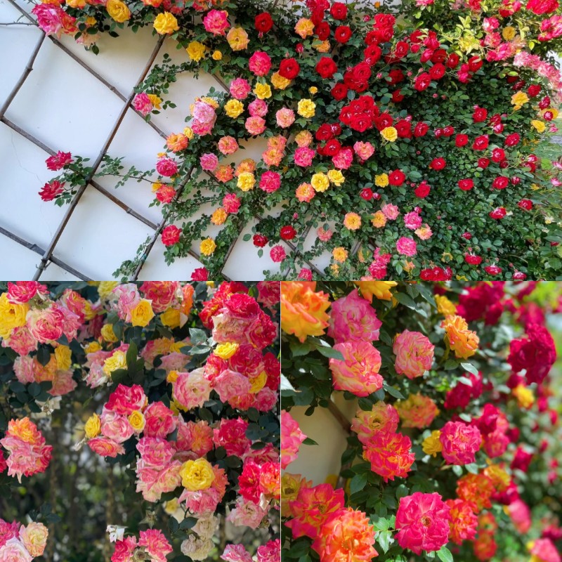 Rainbow's End Rose-Bring the Rainbow Home 🏡🌈