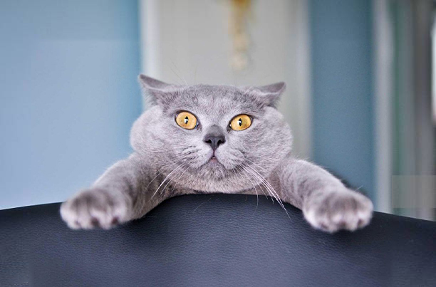 12 knowledge points about cats, how many do you know?