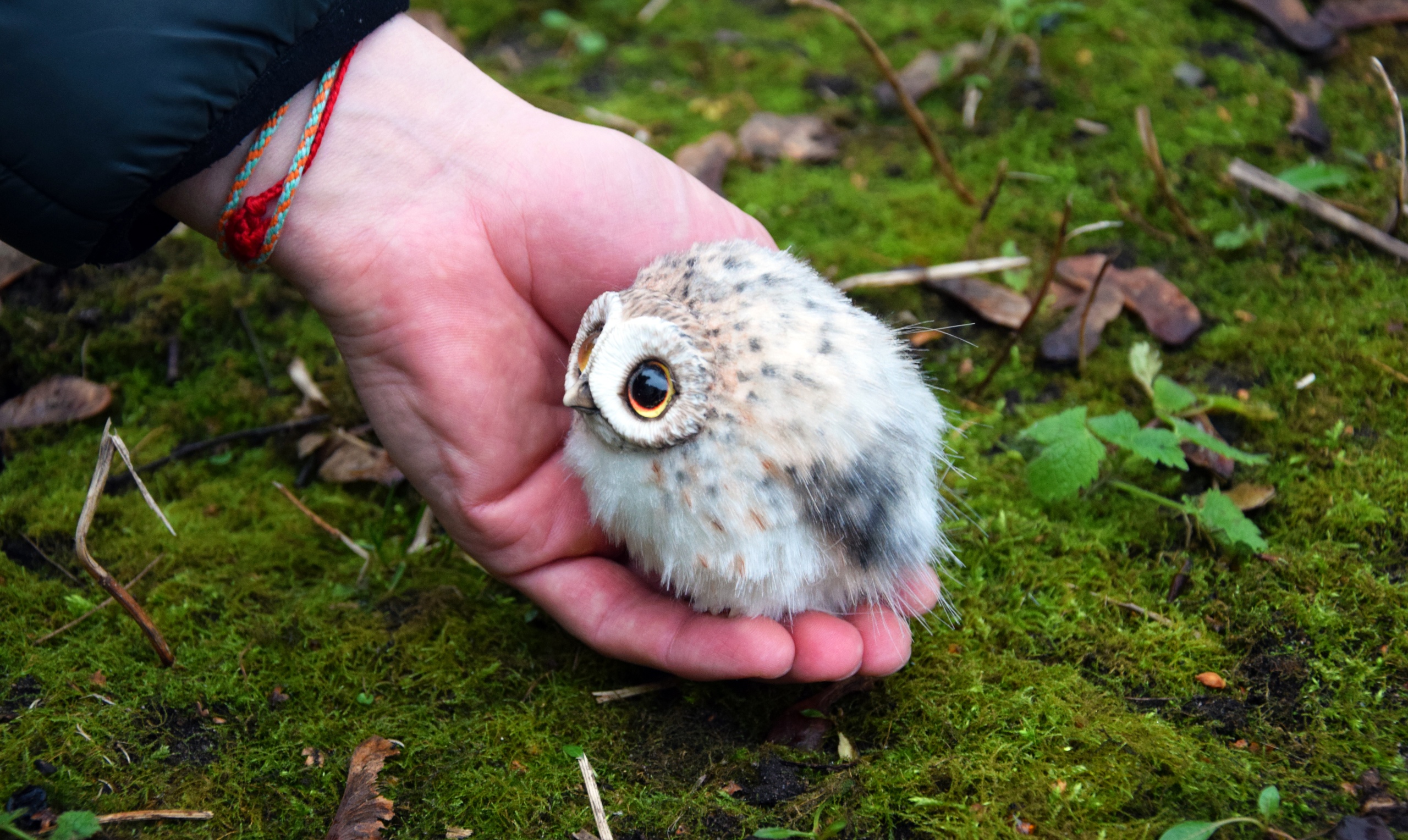 Owls Owls
