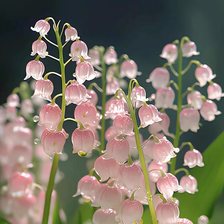 pink lily of the valley seeds