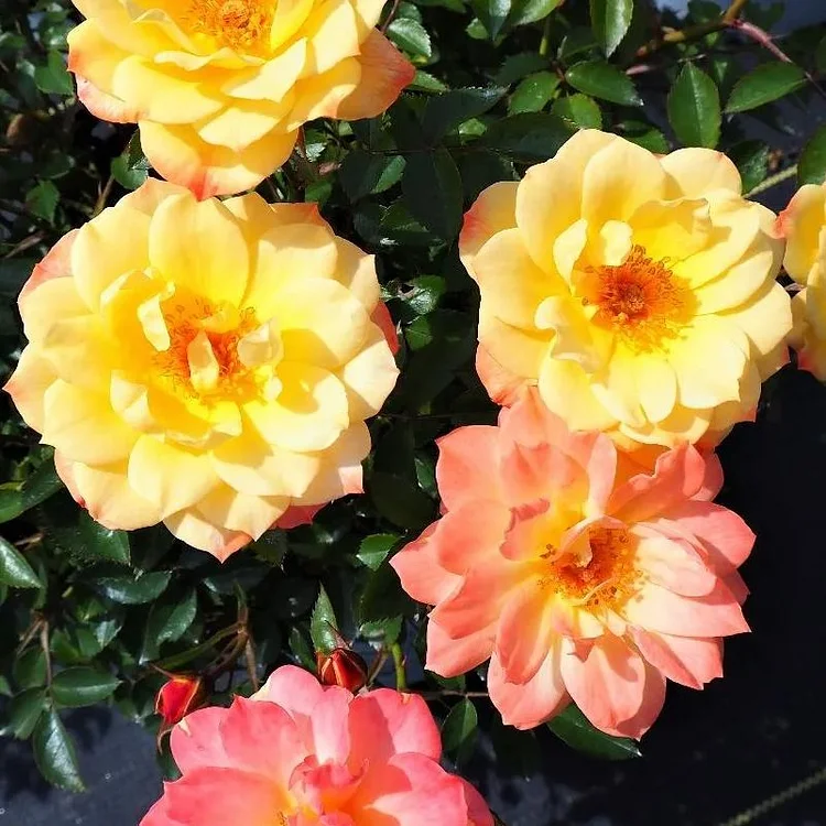 Italian Ice Rose Seeds