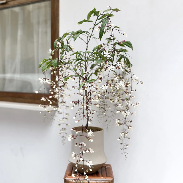 50pcs/Bag Jasmine Potted Seeds Garden