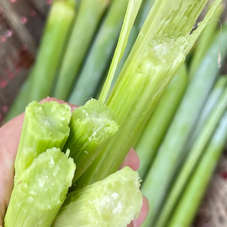 🌾SWEET CANE SEEDS🌿 Sugar-rich · Easy harvest