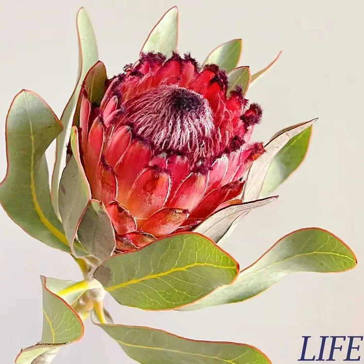 King Protea-Princess Seeds