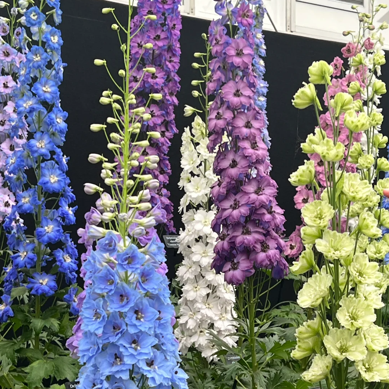 Delphinium Seeds-Mixed 7 Colors