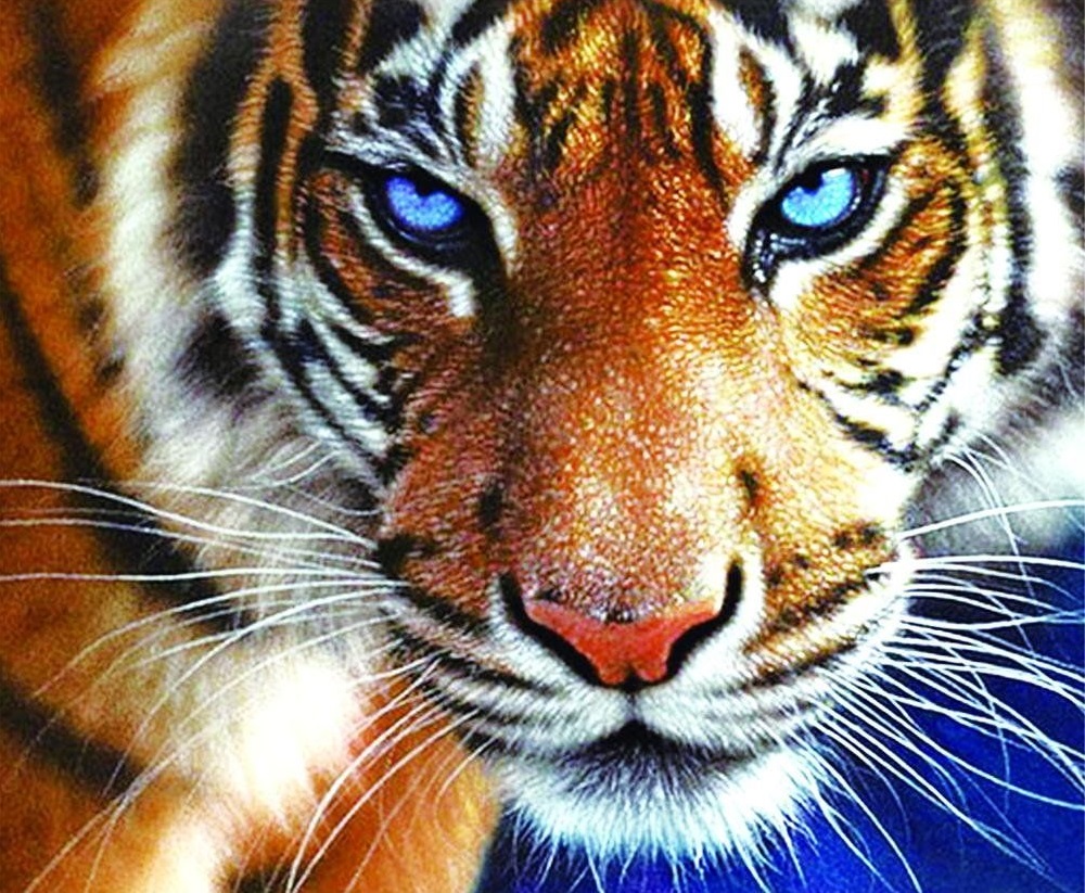 【Vote】DIY Painting By Numbers | Tiger-40*50cm