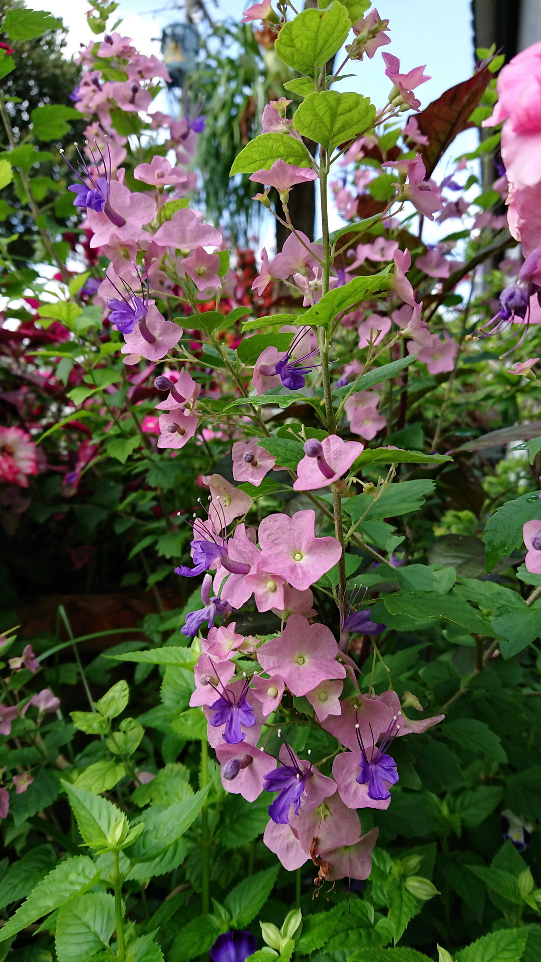 Dailyrosy™ Parasol Flower Seeds