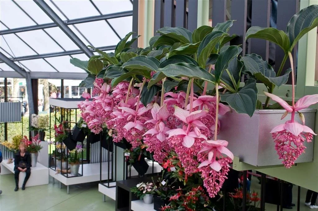 Medinilla Magnifica Flower Seeds