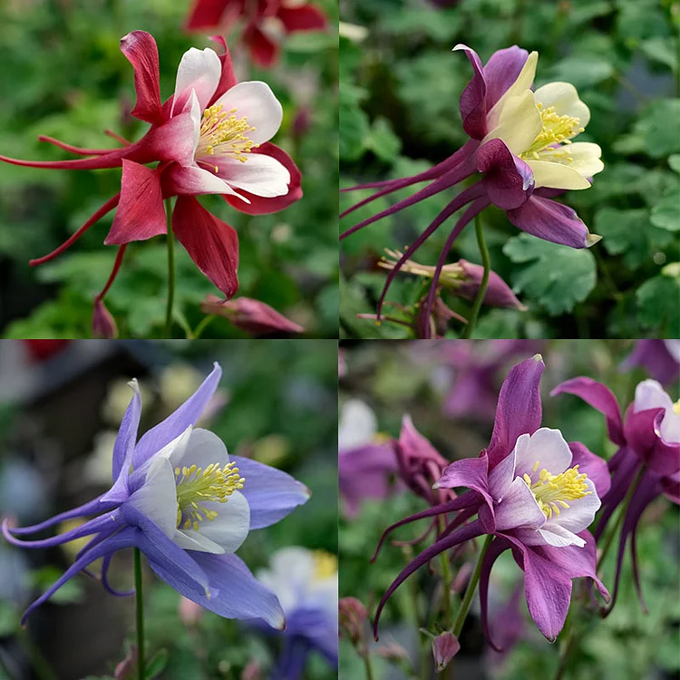 Mixed Colors Double Columbine Seeds