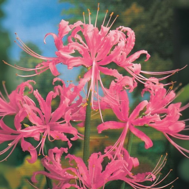 🌺Spider Lily - Pink🌺