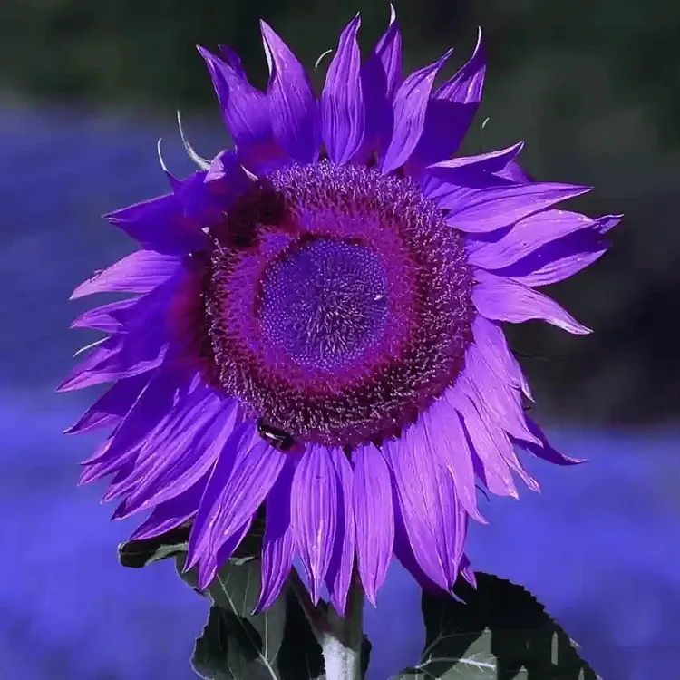 🌻Purple sunflower seeds - A rare plant in the garden