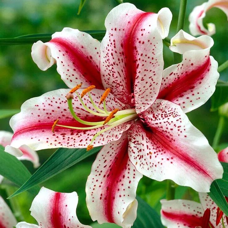 Red Spots Lily-Rare Exquisite Lily Bulbs 🌸