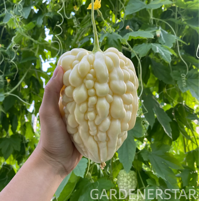 Apple Balsam Pear Seeds
