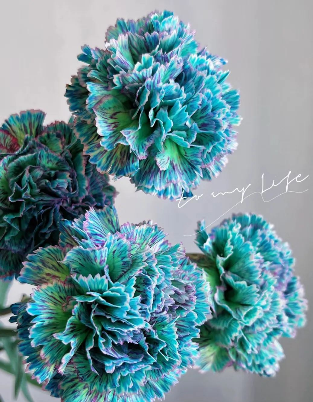 Japanese carnations Seeds