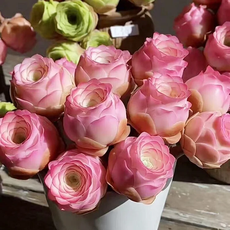 Mountain Roses Seeds (Greenovia)-Rare pink succulent