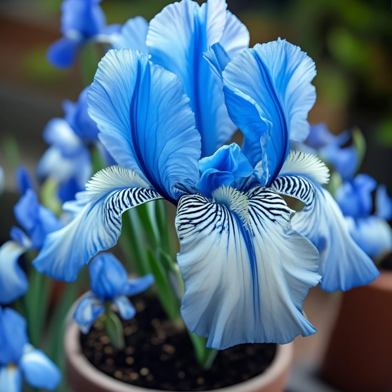 Pacific Coast Iris Seeds(Iris 'Big Waves')—Rare and Beautiful