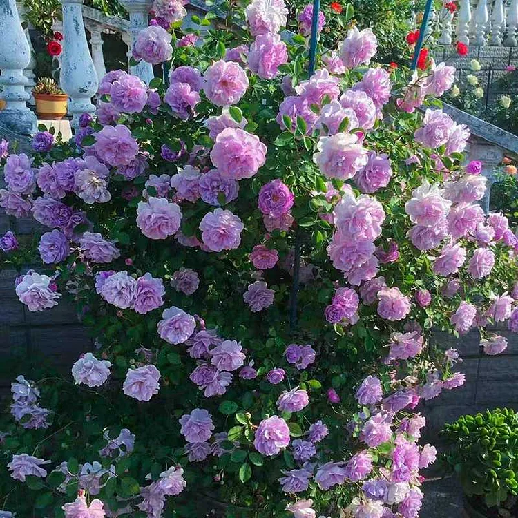 Beautiful Climbing Rose Seeds, 100pcs/pack