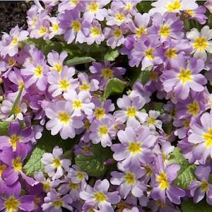 PINK ENGLISH PRIMROSE Primula Vulgaris, Hardy Perennial, 10 Seeds