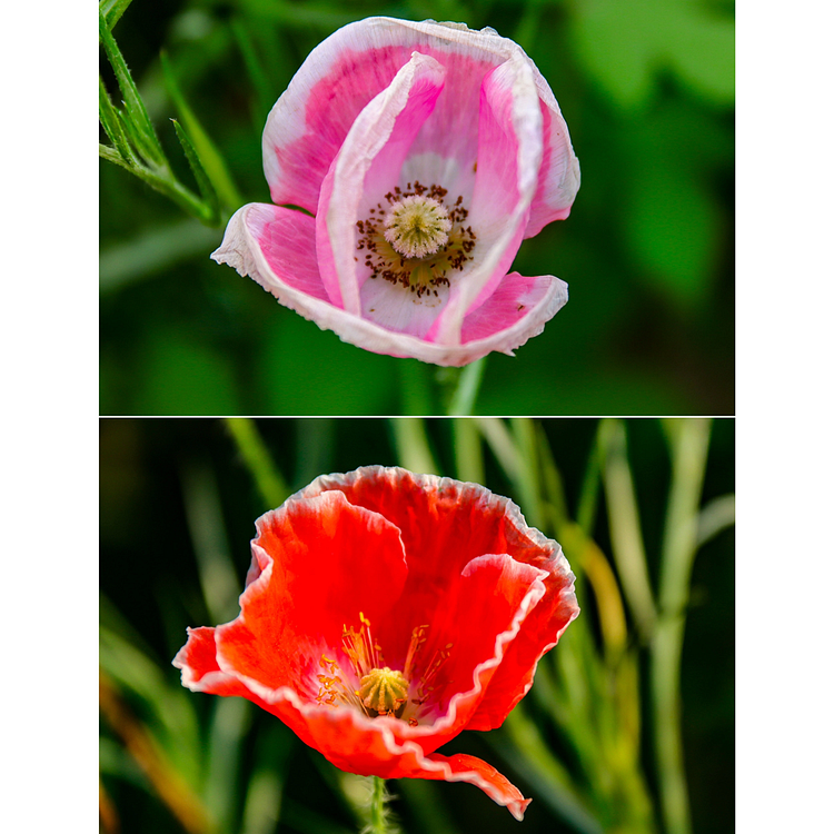 Poppy Power - Poppy Flower Seed Mix