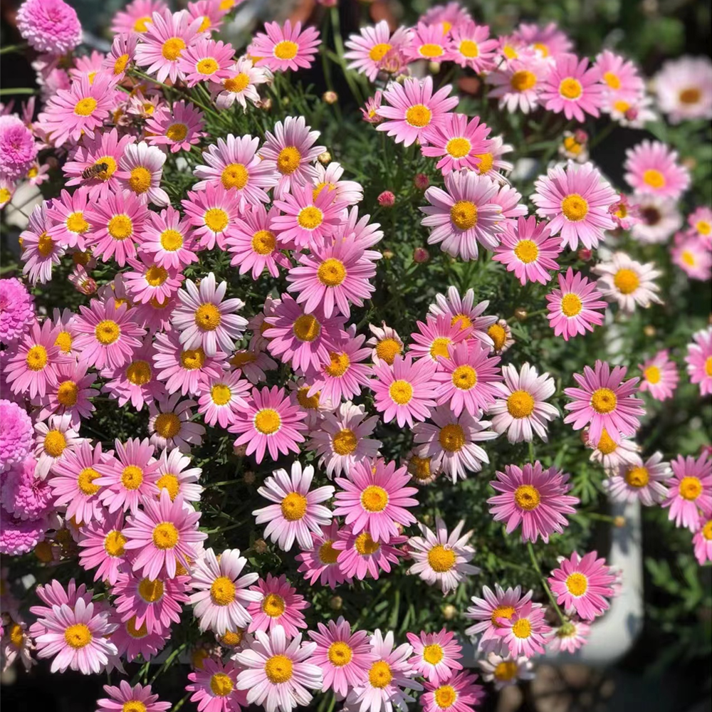 Insect Killer: Mixed Color Pyrethrum Seeds | Rosesu®