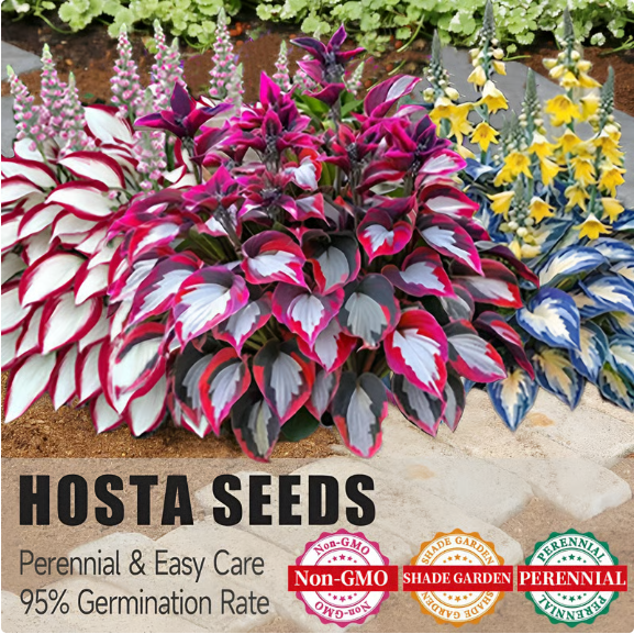 🍃Rare Hosta Seeds🌿Survival rate of up to 95%