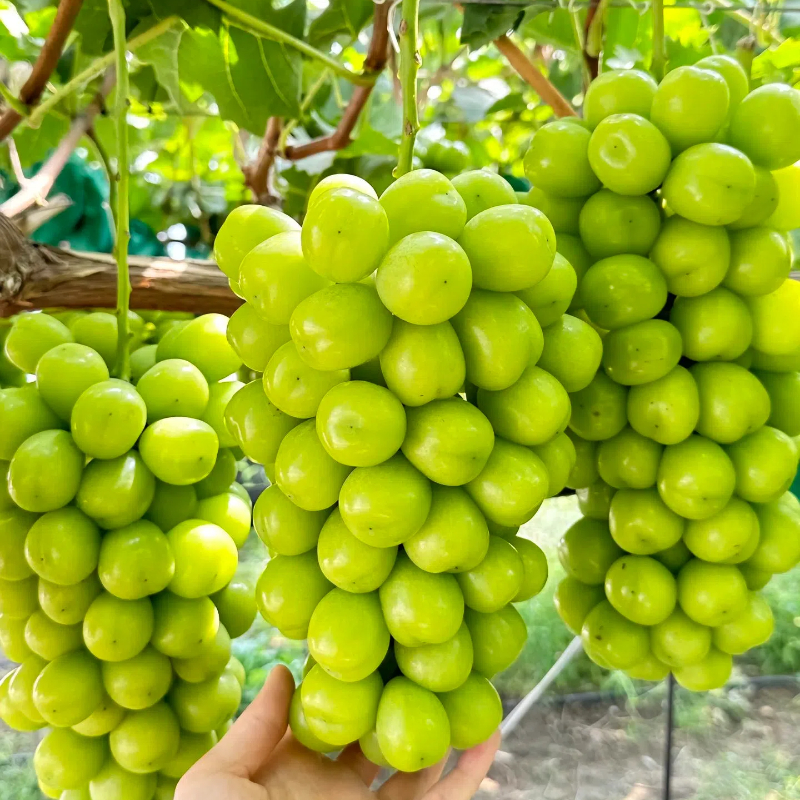 Shine Muscat Grapes Seeds