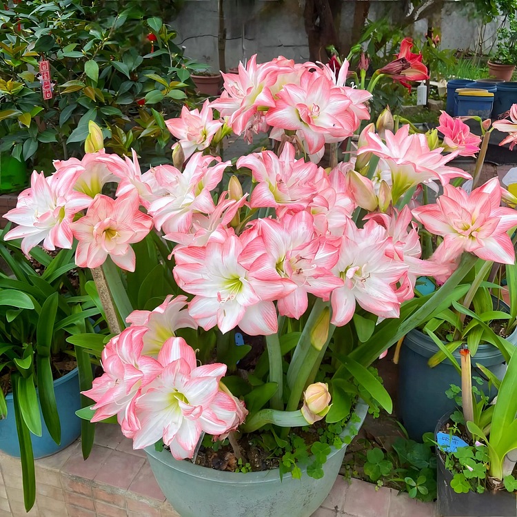 bloomvero