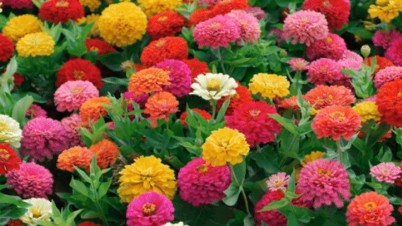 Mixed Color Zinnias Flower Seeds-Your Garden's Colorful Oasis