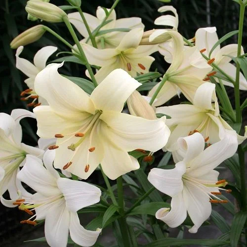 Lily Bulbs